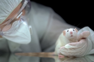 Evolution of the rat model - Hera BioLabs