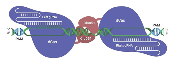 Cell Line Development